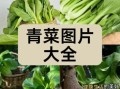 青菜种类大全_哪种青菜最营养