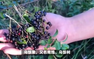 乌饭树果怎么吃_乌饭树果的功效与作用