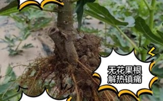 无花果治痔疮偏方大全_无花果治痔疮有效吗