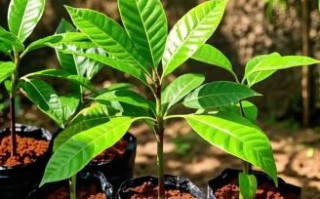 榴莲树苗怎么种_榴莲树苗几年结果