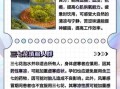 三七花泡水喝的害处_哪些人不能喝三七花