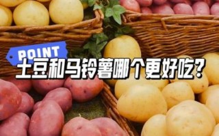 洋芋和土豆的区别_哪个是马铃薯 洋芋和土豆的区别_哪个是马铃薯