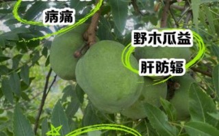 野生木瓜图片_如何辨别真假