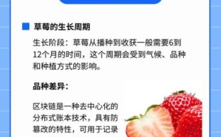 草莓什么时候种植最好_草莓最佳种植时间