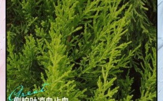 侧柏叶的功效与作用_侧柏叶怎么用