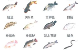 淡水小鱼种类大全_如何分辨常见品种
