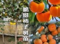 柿子怎么揽才能又脆又甜_家庭揽柿子秘诀