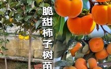 柿子怎么揽才能又脆又甜_家庭揽柿子秘诀