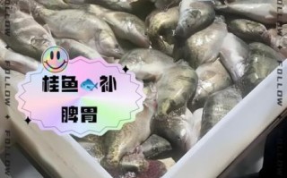 20亩鱼塘能养多少桂鱼_每亩产量怎么算