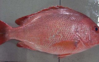 红笛鲷鱼多少钱一斤_红笛鲷鱼价格行情