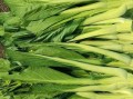 菜心品种图片大全_如何挑选高产菜心