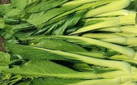 菜心品种图片大全_如何挑选高产菜心