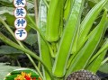 秋葵多少钱一斤_秋葵价格受哪些因素影响