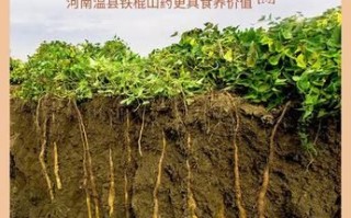 铁棍山药粉的功效与作用_铁棍山药粉适合什么人吃