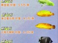 名贵鱼排名_哪些鱼最贵