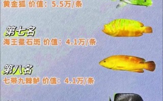 名贵鱼排名_哪些鱼最贵