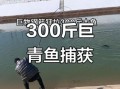 丹江口水库300斤大青鱼_真的存在吗