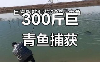 丹江口水库300斤大青鱼_真的存在吗