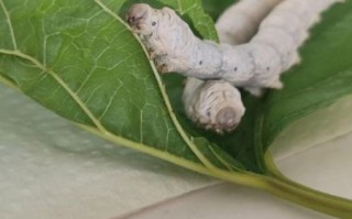 蚕宝宝图片怎么拍_蚕宝宝高清图哪里找 蚕宝宝图片怎么拍_蚕宝宝高清图哪里找