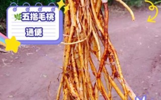 野生五指毛桃的功效与作用_野生五指毛桃怎么吃最好