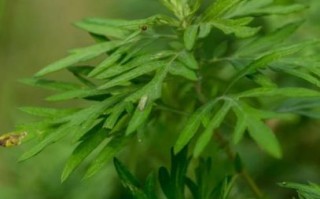 野艾蒿图片_如何辨别野艾蒿与艾草 野艾蒿图片_如何辨别野艾蒿与艾草