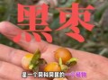 黑枣树长什么样_黑枣树果实特征