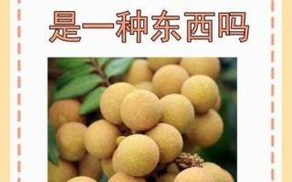 龙眼和桂圆的区别_龙眼和桂圆哪个更上火