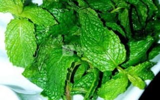 薄荷怎么吃_薄荷的吃法图片大全