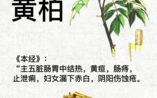 黄柏的功效与作用_黄柏怎么泡水喝