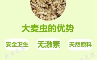 大麦虫吃什么_大麦虫饲料配方大全