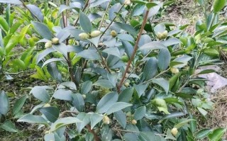 油茶树苗多少钱一棵_油茶树苗价格影响因素