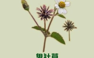 鬼针草降血压有效吗_鬼针草降血压怎么用