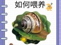 田螺吃什么食物长大_田螺最爱吃什么