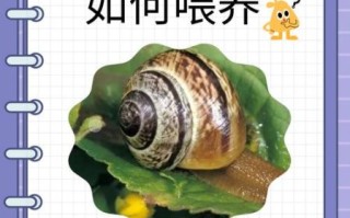 田螺吃什么食物长大_田螺最爱吃什么