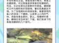 螺蛳青鱼苗吃什么_螺蛳青鱼苗饲料选择