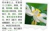 荷花什么时候开_荷花的花语是什么