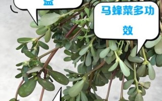 马蜂菜什么人不能吃_马蜂菜禁忌有哪些