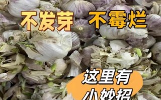 变蒜的腌制方法_夏天变蒜怎么保存不发芽