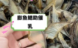 膨鱼鳃的功效与作用_膨鱼鳃怎么吃效果最好