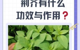 荆芥的功效与作用_荆芥的禁忌症有哪些