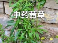 茜草图片大全_茜草长什么样