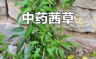 茜草图片大全_茜草长什么样