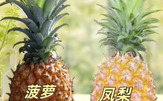 菠萝就是凤梨吗_区别在哪里