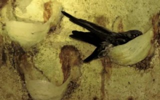 燕窝是怎么形成的_金丝燕筑巢全过程