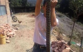 菜花蛇有毒吗_菜花蛇和菜花烙铁头区别