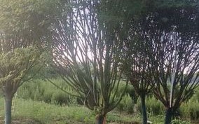 鸡爪槭15-18公分多少钱_鸡爪槭价格表2024