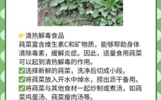 莼菜图片_莼菜的功效与作用有哪些