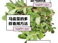 马齿苋野菜怎么吃_马齿苋有哪些功效