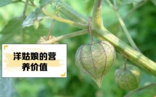 洋姑娘水果怎么吃_洋姑娘水果功效与作用