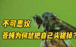 苍蝇头掉了还能活多久_苍蝇头掉了还能装回去吗